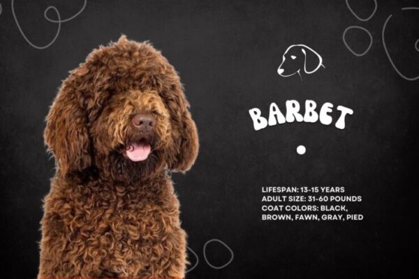 10 Dog Breeds With Curly Ears Hair 2024 - They Will Steal Your Heart ...