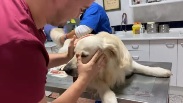 My Dog Has an Elevated Alkaline Phosphatase. What Does That Mean?