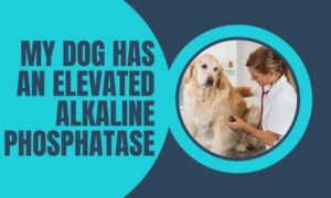 My Dog Has an Elevated Alkaline Phosphatase. What Does That Mean?