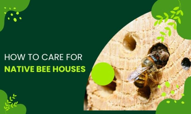 How to Care for Native Bee Houses: Buzzing With Success