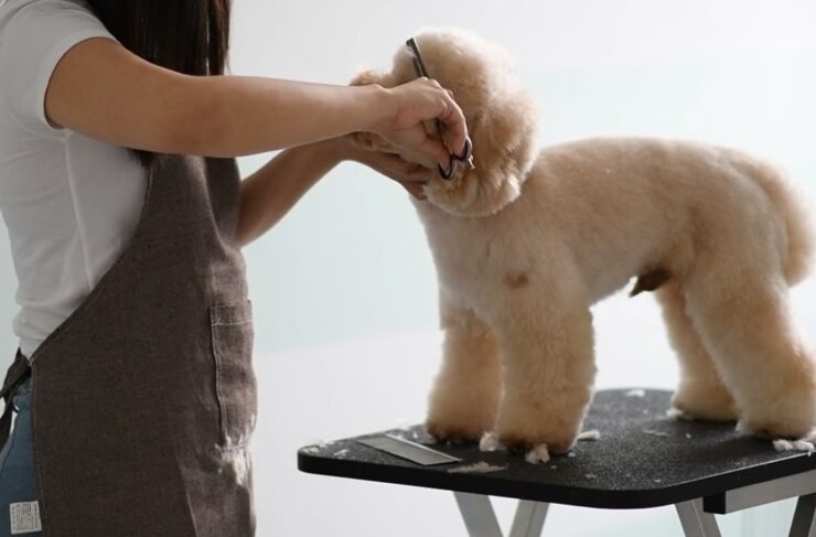 10 Dog Breeds With Curly Ears Hair 2024 - They Will Steal Your Heart ...