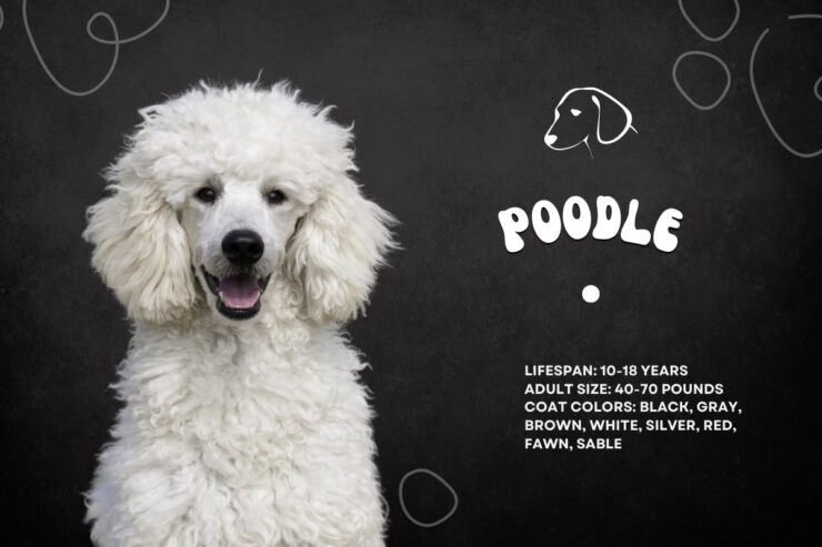 10 Dog Breeds With Curly Ears Hair 2024 - They Will Steal Your Heart ...