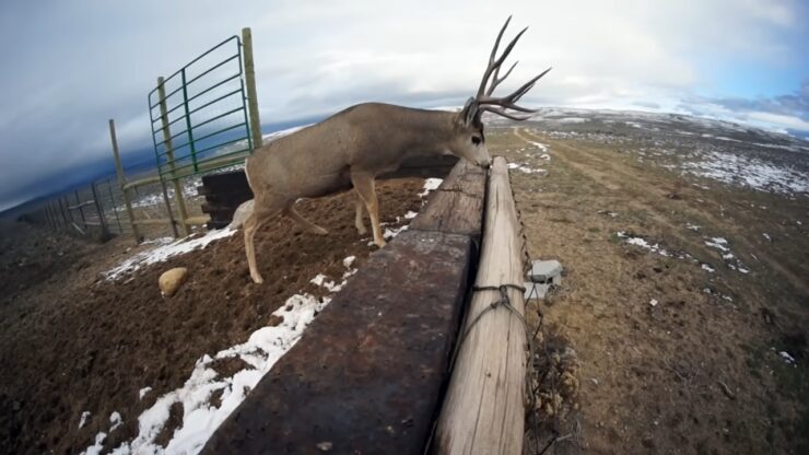 Exploring Minnesota's Exotic Animal Kingdom: From Bobcats to Bears ...