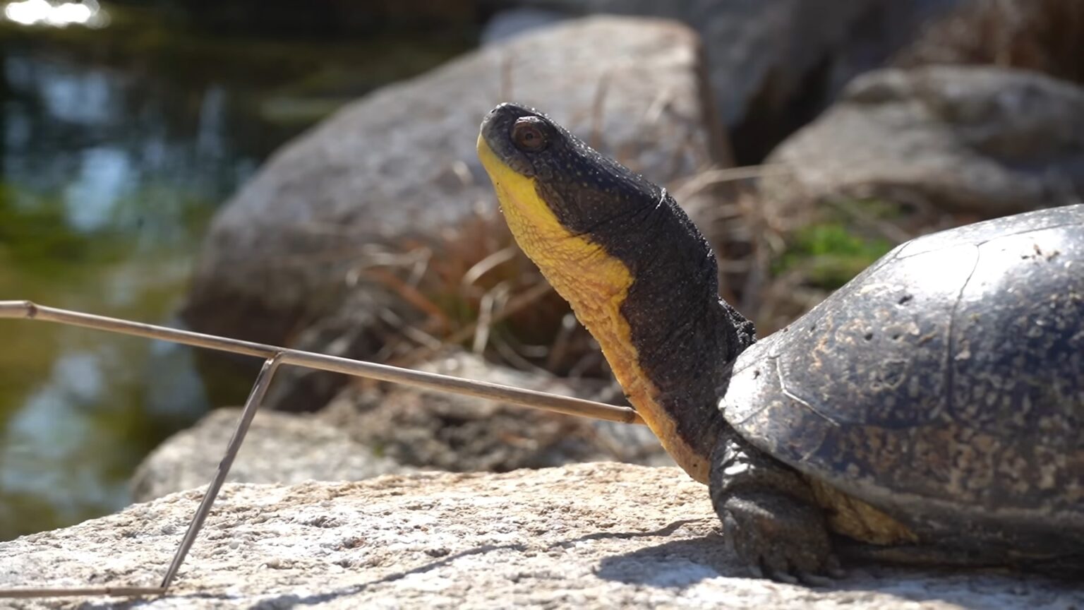 Minnesota's Hidden Turtles: A Guide to Their Unique Characteristics ...