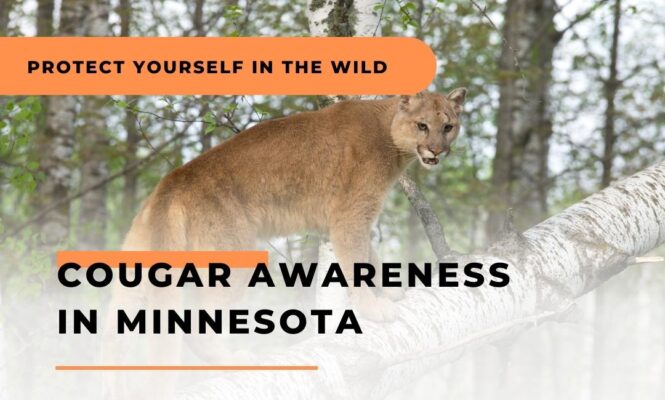 Cougar Encounters in Minnesota: What You Need to Know to Stay Safe ...