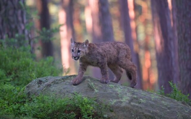 Cougar Encounters in Minnesota: What You Need to Know to Stay Safe - Southwest Journal