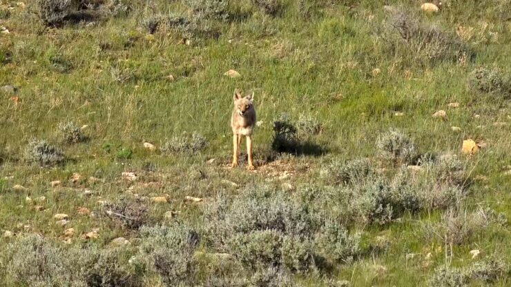 Exploring Minnesota's Exotic Animal Kingdom: From Bobcats to Bears ...