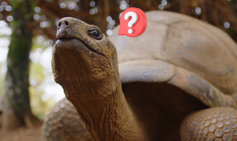 Minnesota's Hidden Turtles: A Guide to Their Unique Characteristics ...