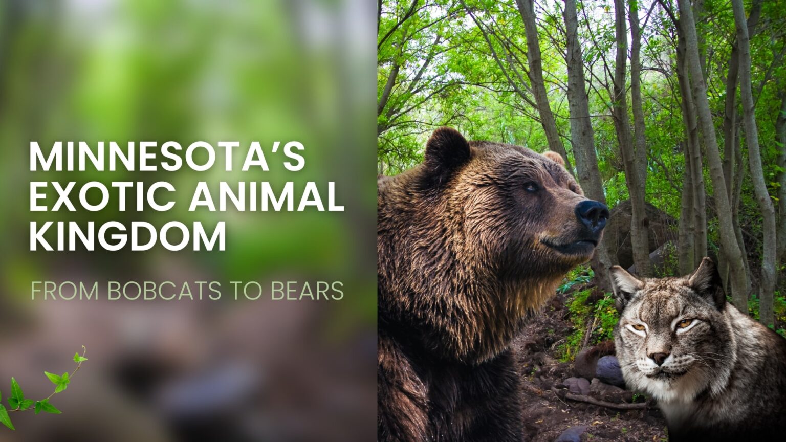 Exploring Minnesota's Exotic Animal Kingdom: From Bobcats to Bears ...
