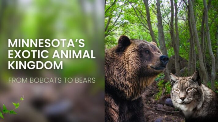 Exploring Minnesota's Exotic Animal Kingdom: From Bobcats to Bears ...