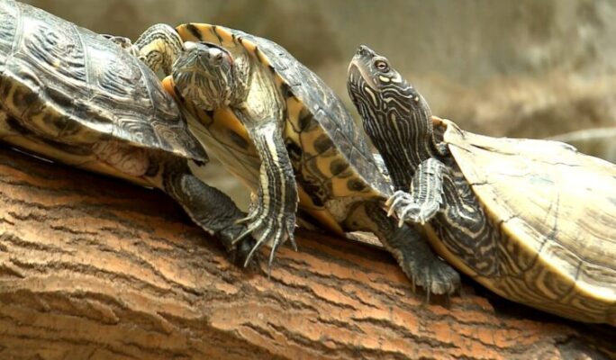 Minnesota's Hidden Turtles: A Guide to Their Unique Characteristics ...