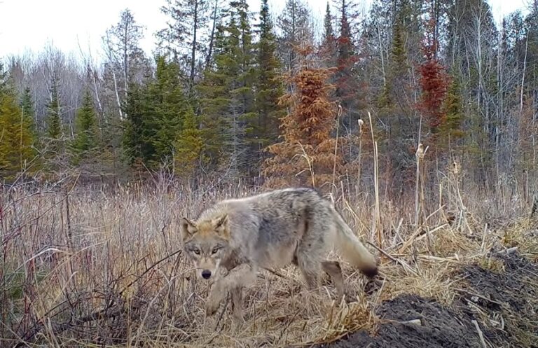 Minnesota's 10 Most Deadliest and Venomous Animals: What You Need to ...