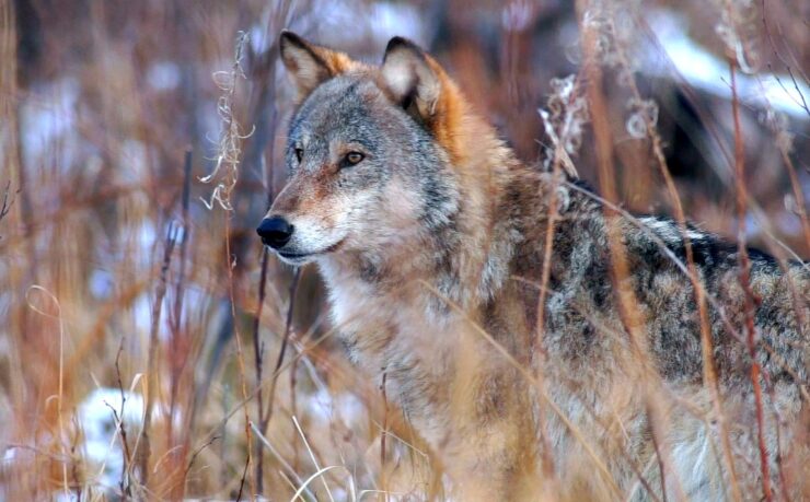 What's Happening to Minnesota's Moose? Are Wolves to Blame? - Southwest ...