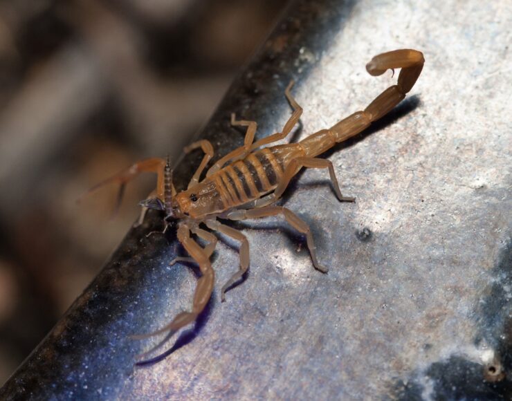 Unveiling California's Lethal Wildlife: A Guide to the Deadliest ...