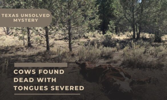 Texas Cattle Killings: A Disturbing Unsolved Mystery