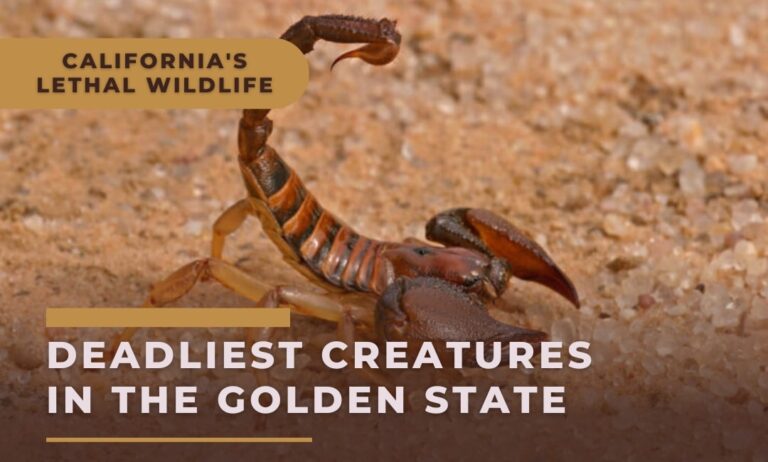 Unveiling California's Lethal Wildlife: A Guide to the Deadliest ...