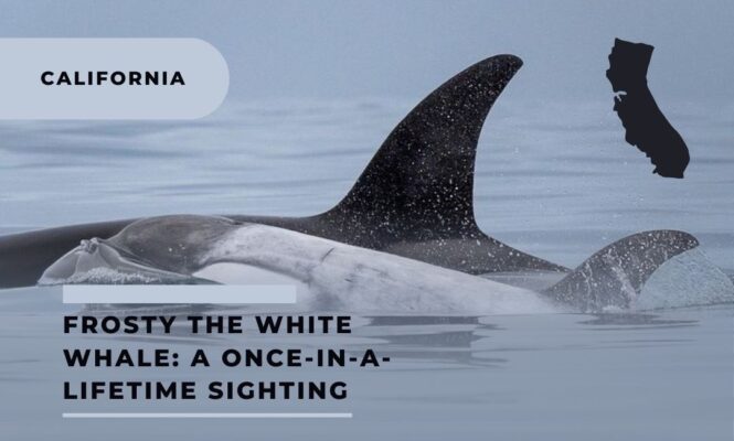 California - Frosty the White Whale: A Once-in-a-Lifetime Sighting - Southwest Journal