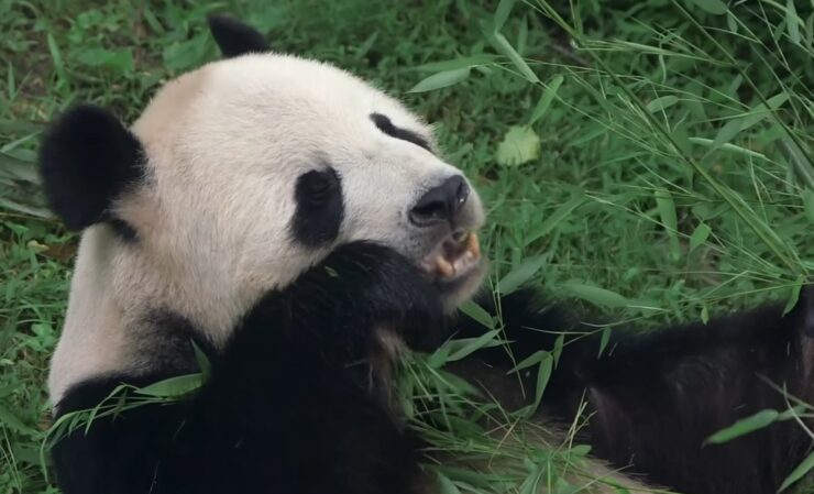 Memphis Zoo Says Goodbye to Iconic Resident, Ya Ya the Giant Panda