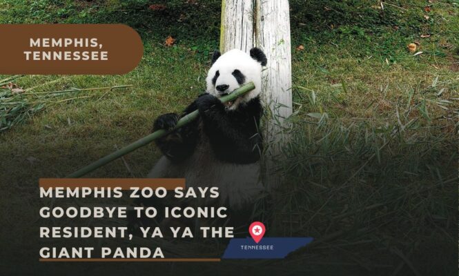 Memphis Zoo Says Goodbye to Iconic Resident, Ya Ya the Giant Panda