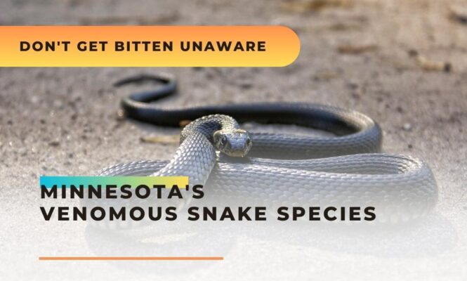 Minnesota's Hidden Danger: Types of Venomous Snakes You Should Know ...
