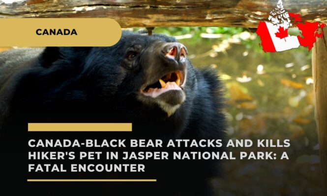 Canada-Black Bear Attacks and Kills Hiker's Pet in Jasper National Park ...