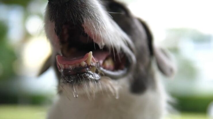 Why Is My Dog’s Lip Turning Pink? Uncovering the Mystery