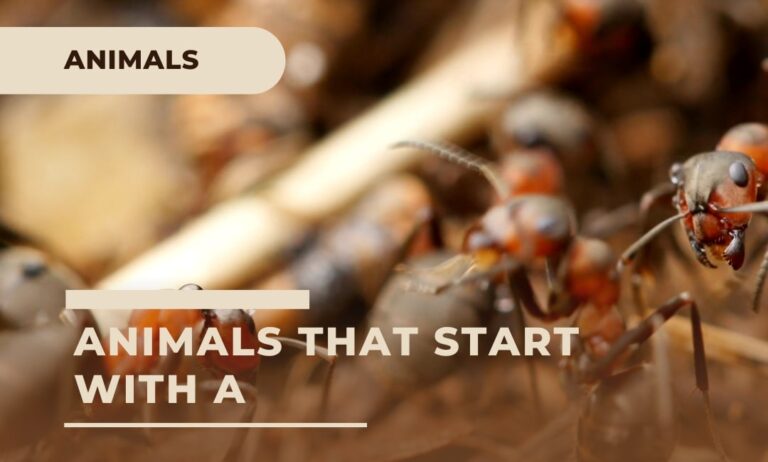 Animals That Start with A - Huge List With Explanation