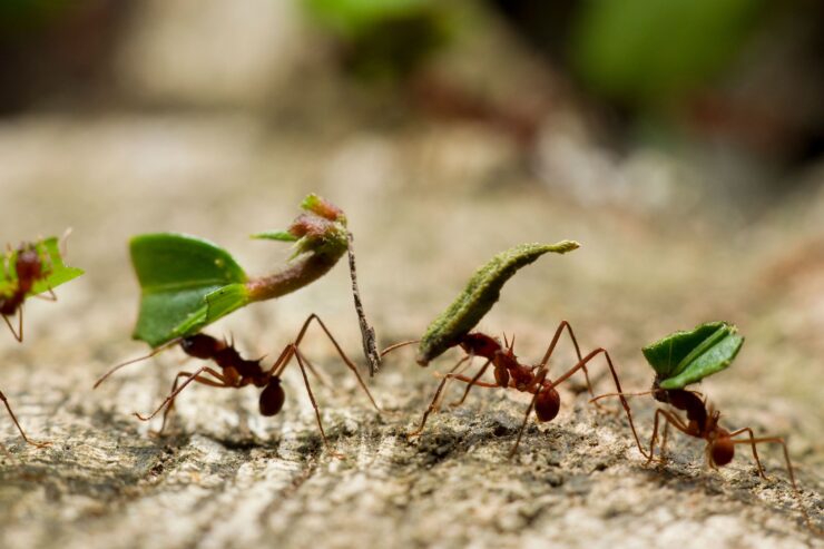 Animals That Start with A - Huge List With Explanation