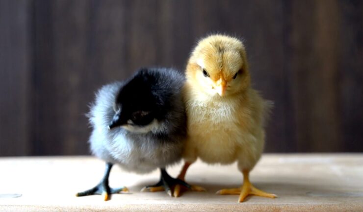 69 Baby Animal Names: The Big List - Southwest Journal