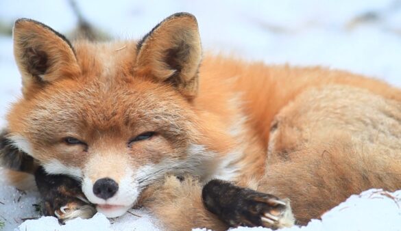 69 Baby Animal Names: The Big List - Southwest Journal