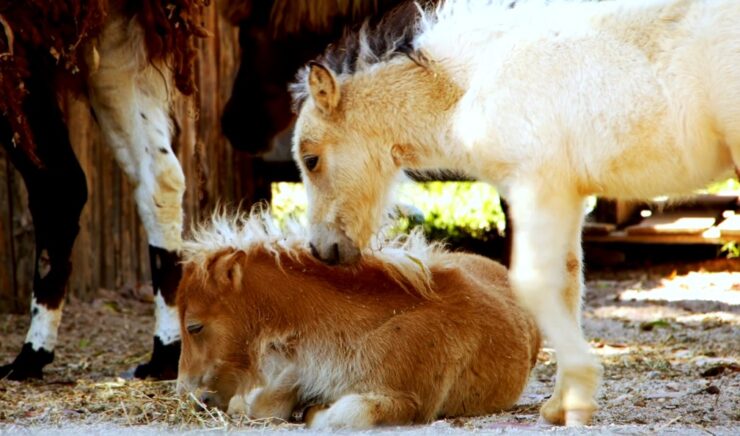 69 Baby Animal Names: The Big List - Southwest Journal