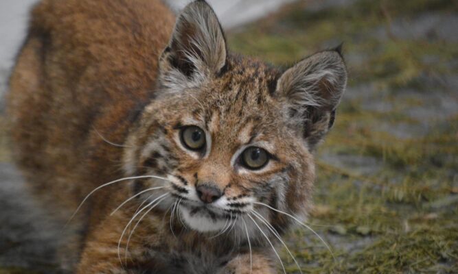 25 Amazing Animals that Are Illegal to Own as Pets in The US: Forbidden ...
