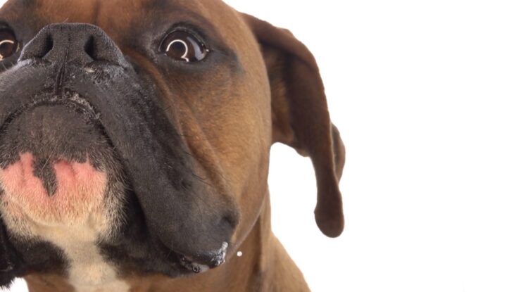 20 Most Dangerous Dog Breeds in 2024 - Guardian or Threat?