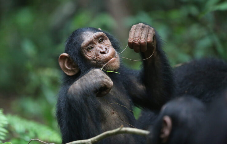 20 Smartest Animals in the World - Which One Has Highest IQ?