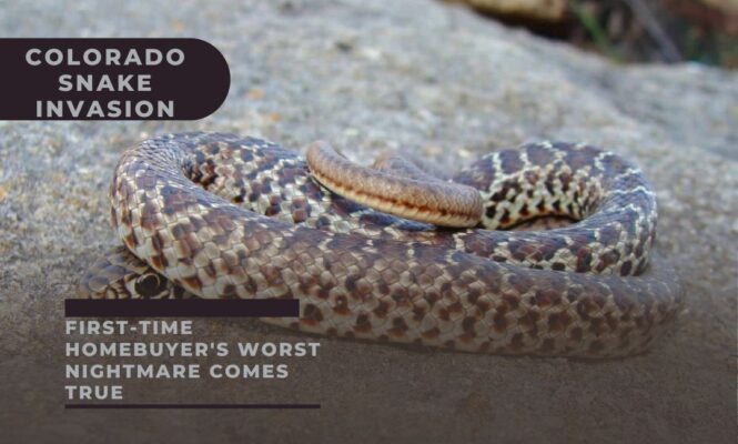 Colorado Snake Invasion: First-Time Homebuyer's Worst Nightmare Comes ...