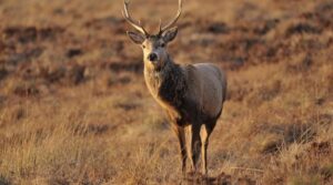 20 Smartest Animals in the World - Which One Has Highest IQ?