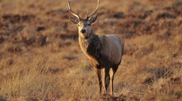 20 Smartest Animals in the World - Which One Has Highest IQ?