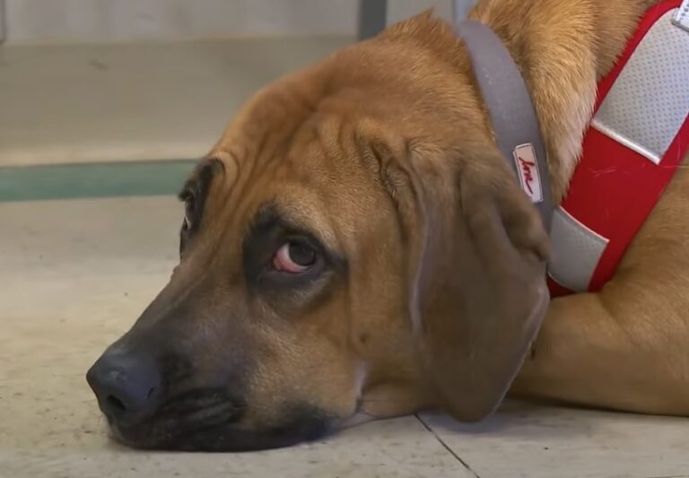 Why Is My Dog’s Lip Turning Pink? Uncovering the Mystery