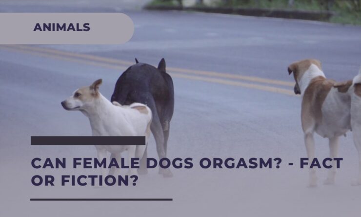 How Do Dogs Mate How Do Dogs Mate