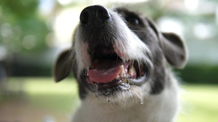 Why Does My Dog Bark at Night? - Top 5 Reasons Explained