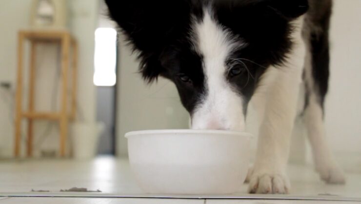 Dog Pooping Clear Liquid (Why and What to do) - Expert Tips to Handle ...