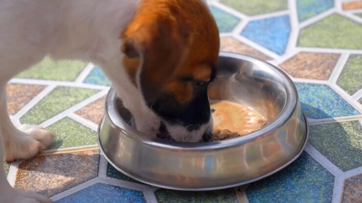 Dog Pooping Clear Liquid (Why and What to do) - Expert Tips to Handle ...