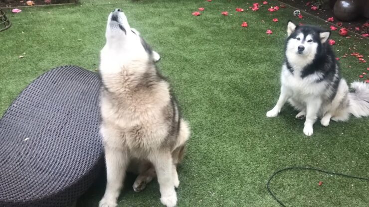 12 Reasons Why Your Dog Howls at Night: When The Moon Calls
