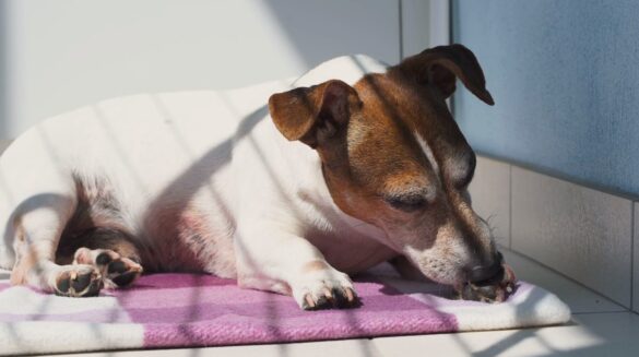 Can Female Dogs Orgasm? - Fact or Fiction?