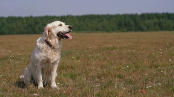 Dog Pooping Clear Liquid (Why and What to do) - Expert Tips to Handle ...
