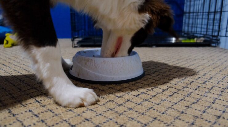 Why Is My Dog Panting and Has Diarrhea? Understanding The Link