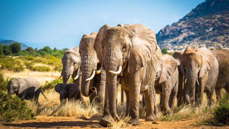 20 Smartest Animals in the World - Which One Has Highest IQ?