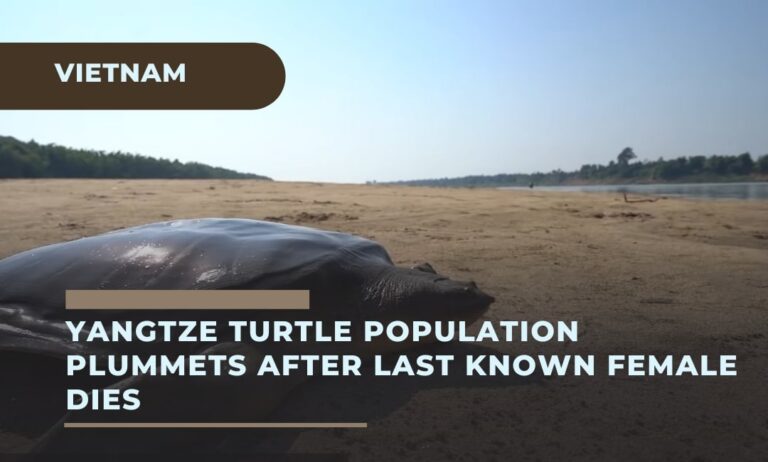 Vietnam - Yangtze Turtle Population Plummets After Last Known Female Dies