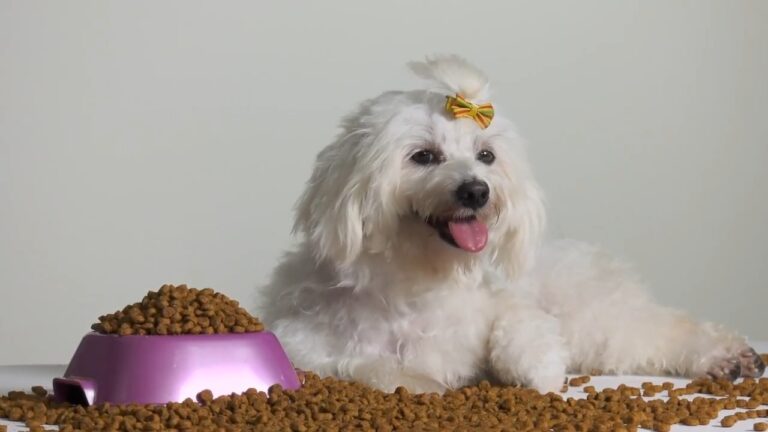 Why Is My Dog’s Lip Turning Pink? Uncovering the Mystery