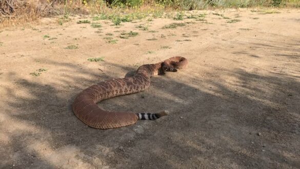 Southern California - Surviving Rattlesnake Season: Ensuring Yours and ...